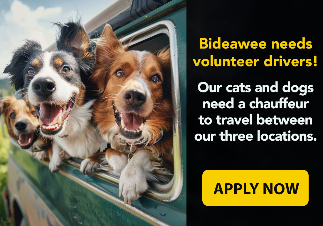 Bideawee | Volunteer