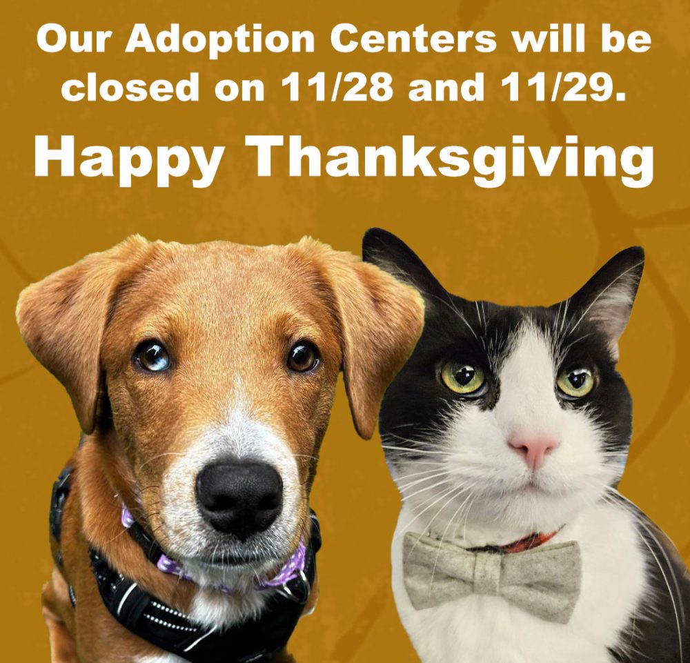 Bideawee | Adoption
