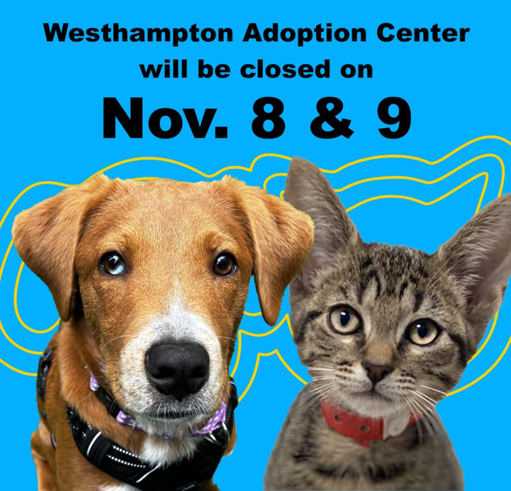 Bideawee | Adoption